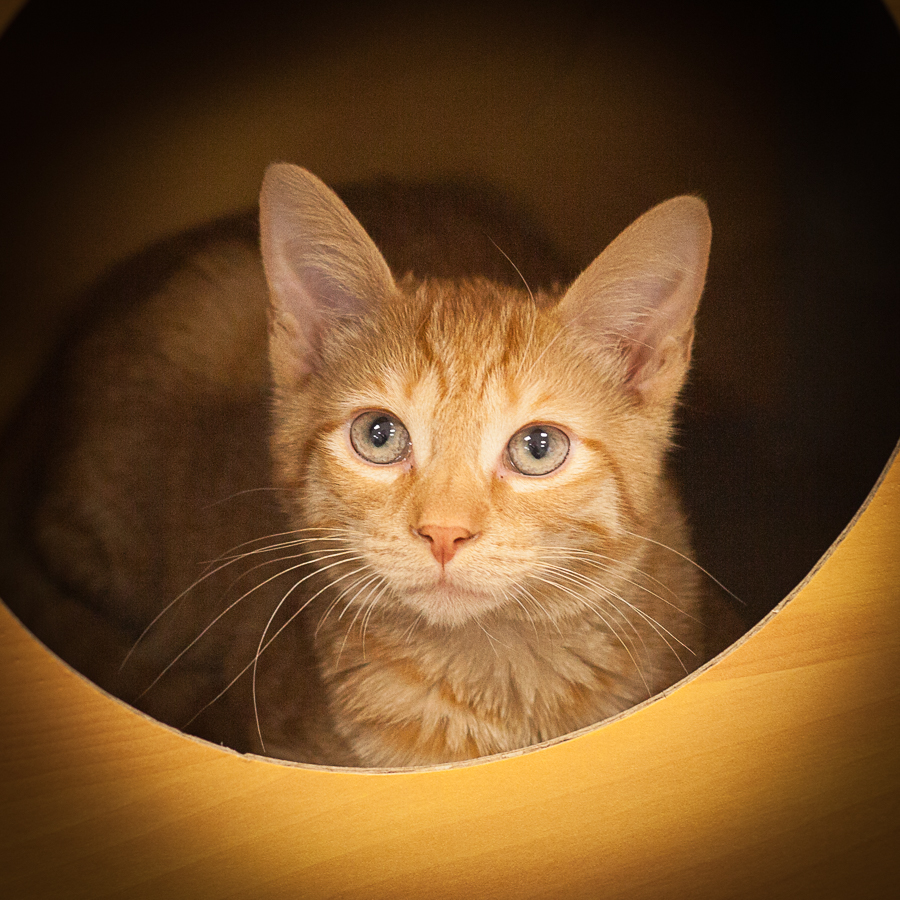 Adopt | Small Lives Matter Kitten Rescue