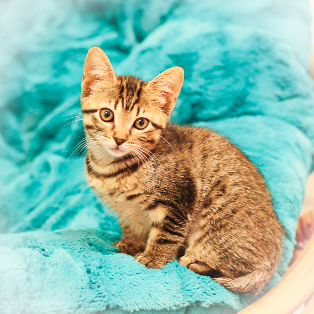 Adopt | Small Lives Matter Kitten Rescue